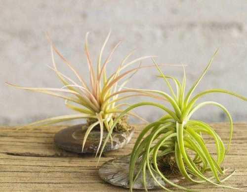 Тилландсия Гарденера (лат.Tillandsia aeranthos)