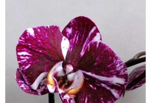 Орхидеи Шоколад (65), Леди Мармелад, SWR Stuart