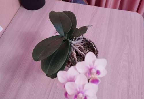 Орхидея rainbow