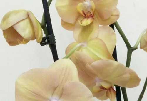 Орхидея фаленопсис Африканский закат (Карина)