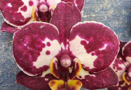 Орхидея восковик Черничный пирог