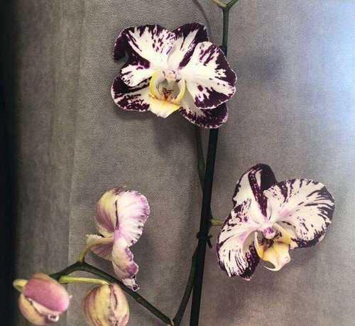 Орхидея фаленопсис Арт Нуво