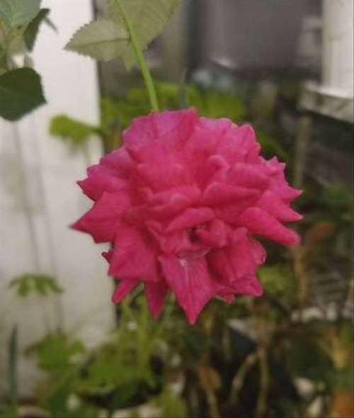 Бенгальская роза малиновая