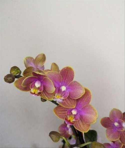 Орхидея парфюмерная фабрика Dasty Belle