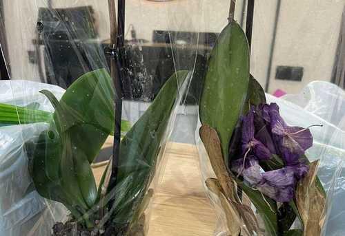 Орхидея фаленопсис (отцвела)
