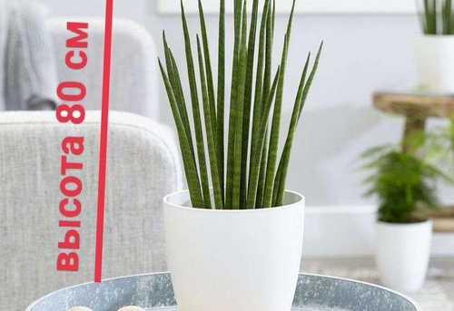 Сансевиерия Бакуларис (Sansevieria Bacularis) 80 Н