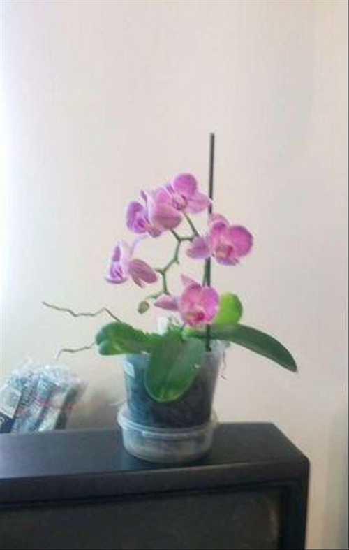 Орхидея Равелло пелорик ракушка