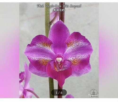Орхидея фаленопсис P. Purple Gem 'Miki Leopard'