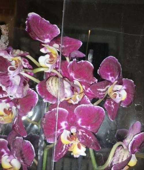 Орхидея Фаленопсис Бернадетта