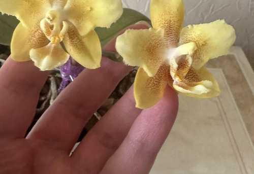 Орхидея желтый шоколад бабочка