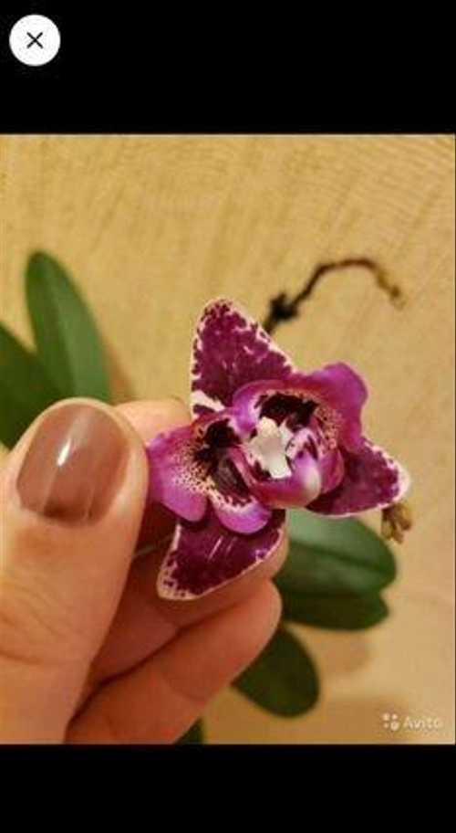 Орхидея фаленопсис пелор детка