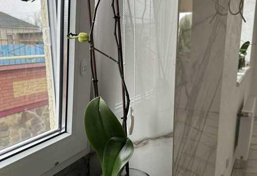 Орхидея фаленопсис желтая