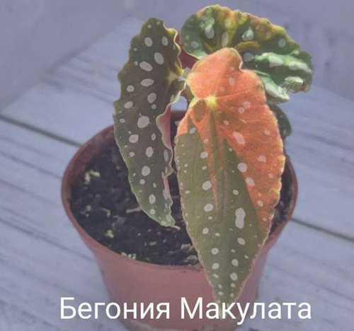 Бегония Макулата