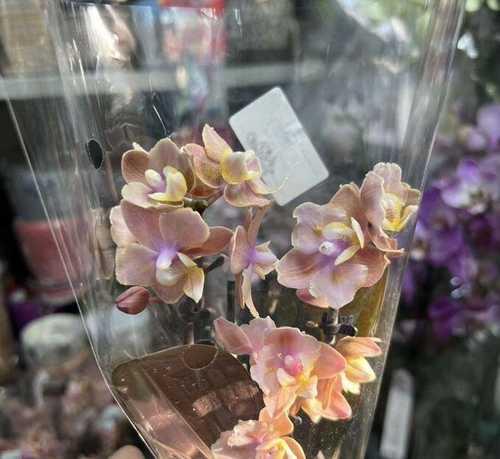Орхидея фаленопсис арома мутант