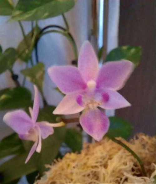 Орхидея Эквестрис