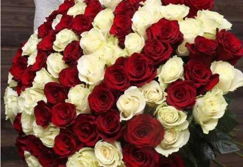 61 роза премиум сорта,доставка,Новосибирск