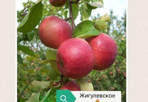 Саженцы яблони сорт Жигулевское