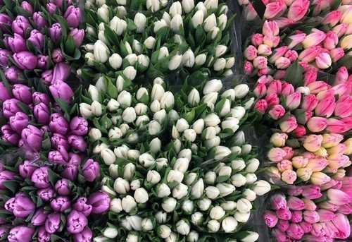 Тюльпаны оптом к 8 марта цветы розница