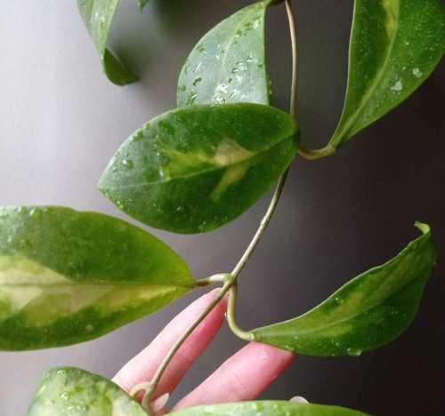 Хойя mindorensis variegated
