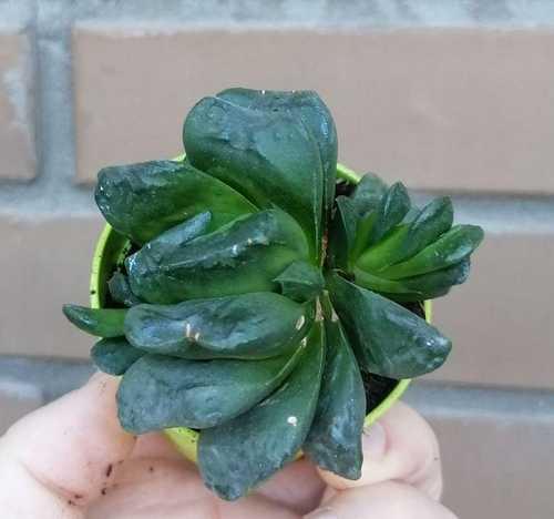 Хавортия truncata x maughanii