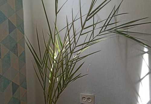 Комнатные растения Финиковая пальма