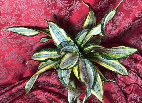 Sansevieria Japanese twistwer