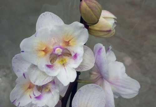 Фаленопсис Попкорн трилипс орхидея