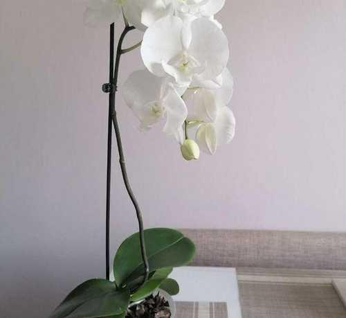 Орхидея фаленопсис биг лип Леонтин