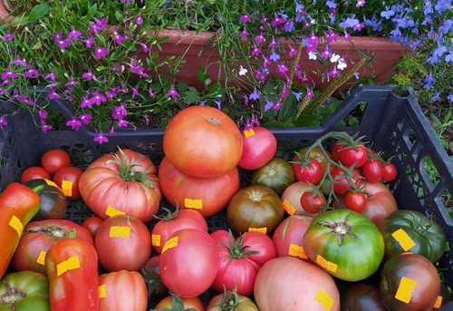 Коллекционные семена томатов 2023 г