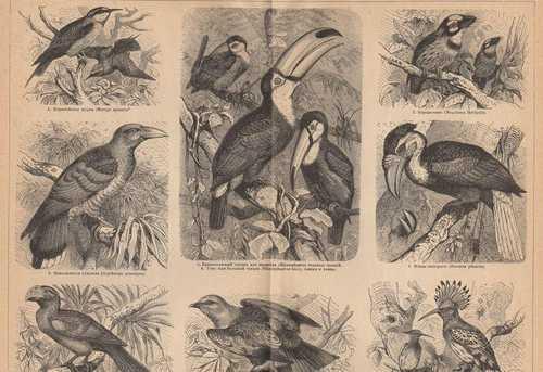 Литографии. Птицы. 19 век
