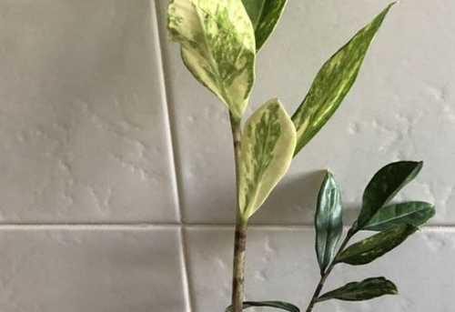 Замиокулькас вариегатный Long leaf