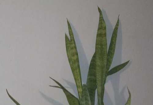 Комнатный цветок Сансевиерия лауренти