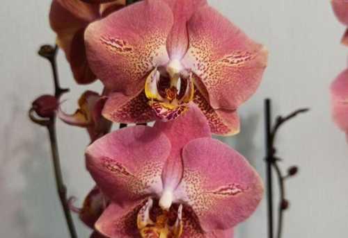 Орхидея фаленопсис Леко Фантастик, 2 ствола