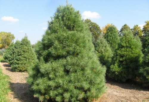 Сосна веймутовая / видовая норма / Pinus strobus