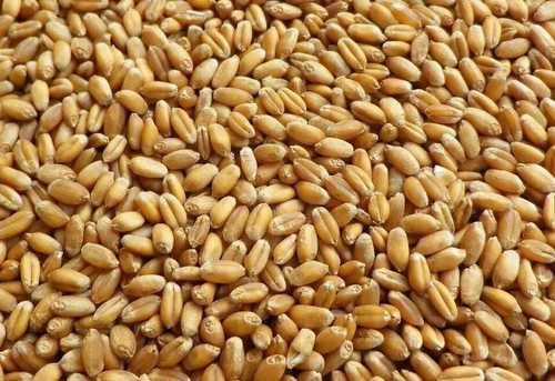 Озимая пшеница Семена