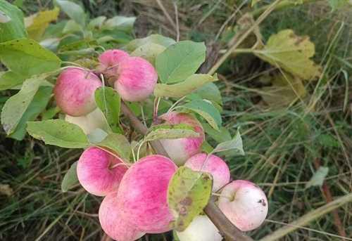 Саженцы яблони плодоносящие