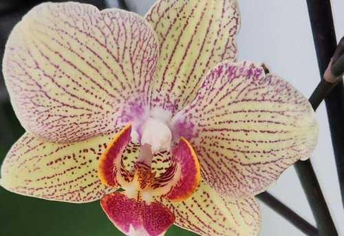 Орхидея фаленопсис калейдоскоп