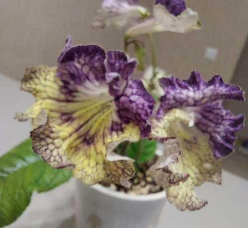 Стрептокарпус. Цветущие комнатные растения