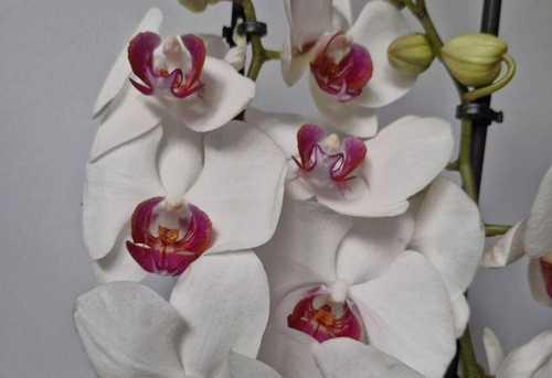 Орхидея на 3 цветоноса Red Eye