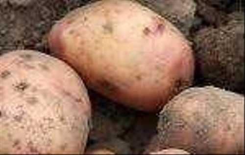 Луговской -семенной картофель почтой