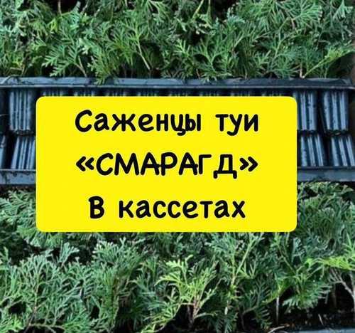 Саженцы туи смарагд из питомника