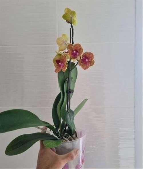Орхидея фаленопсис дендробиум