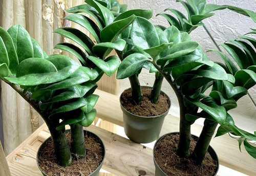 Замиокулькас Зензи Zamioculcas Zenzi