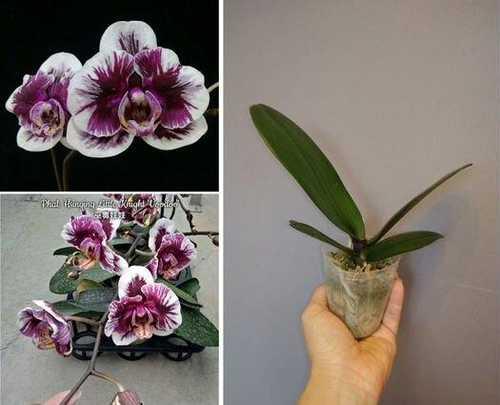 Фаленопсис орхидея подростки нецветущие