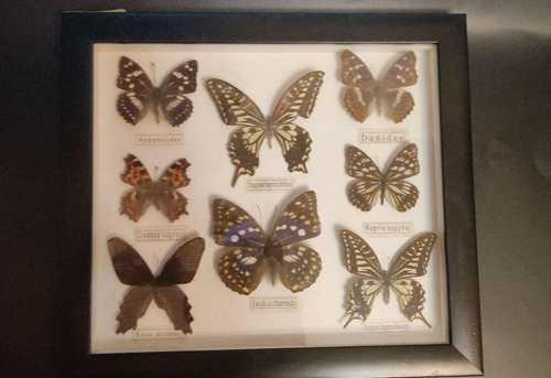 Картина - коллекция бабочек
