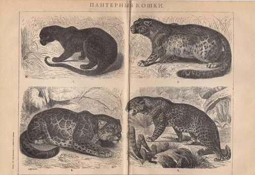Литография. Хищные животные. 19 век. Пантеры