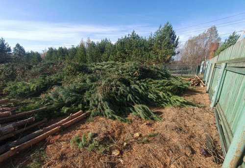Отдам дрова бесплатно самовывоз