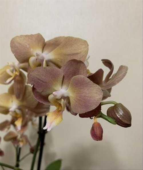 Орхидея фаленопсис монако