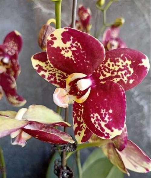 Орхидея фаленопсис Picasso, восковик Азия