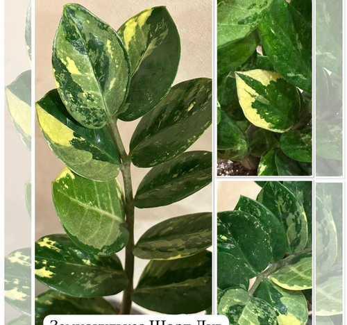 Замиокулькас шорт Лив Short Leaf variegata